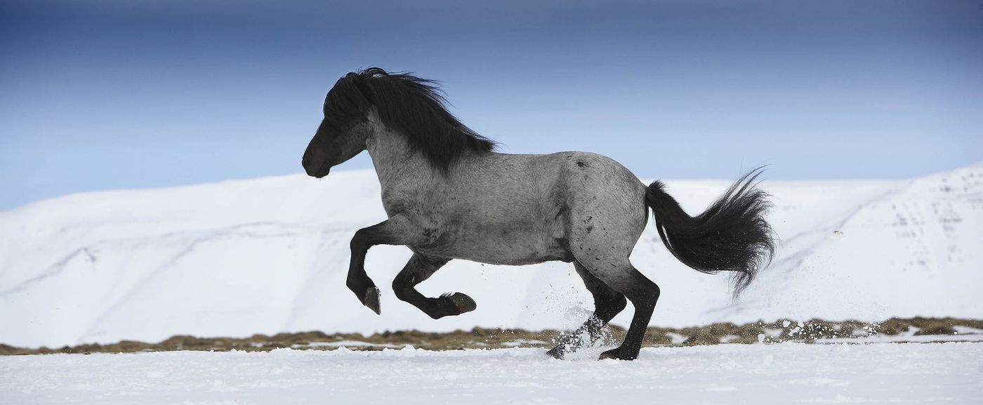 The Natural Healing of Iceland | Primex